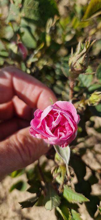 Trandafir Rosa Damasceana la ghiveci Mosnita Veche • OLX.ro