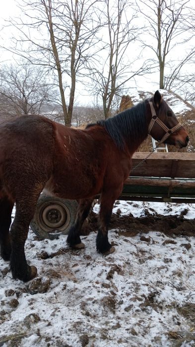 De vânzare mânză Valeni • OLX.ro