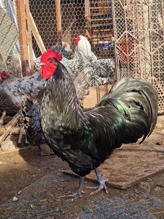 Pui Australorp si Wyandotte - Negru -Albastru -Splash Si pui Wiandotte ...