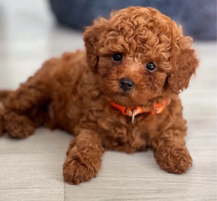 Poodle TOY cu pedigree! Sibiu • OLX.ro