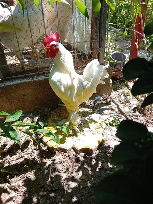 Pasari de curte pui si adulte Ploiesti • OLX.ro