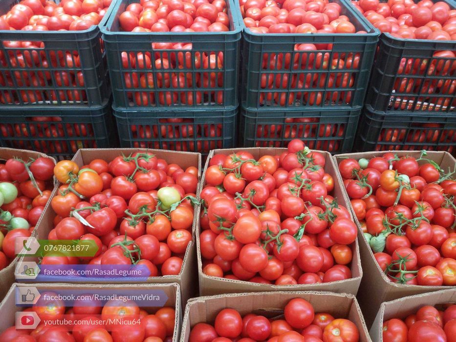 Rasad rosii castraveti ardei vinete alte rasaduri legume de vanzare ...