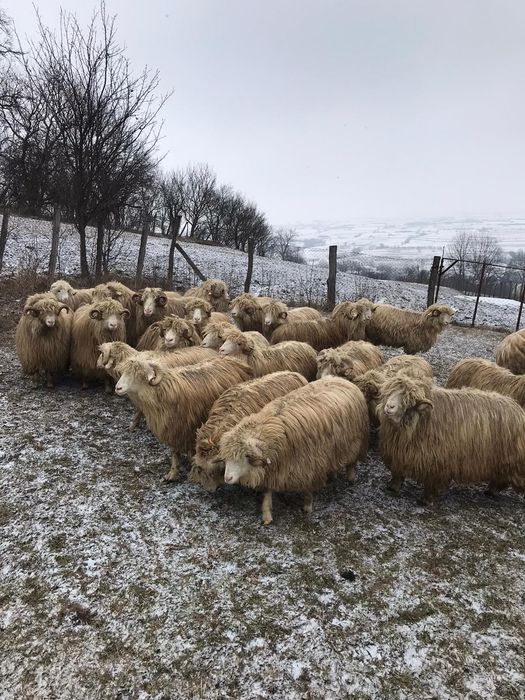 Berbeci si notini bali de vanzare Bistrita • OLX.ro