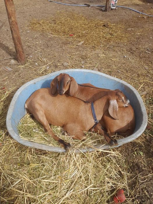 Vand doua caprite frumoase Ploiesti • OLX.ro