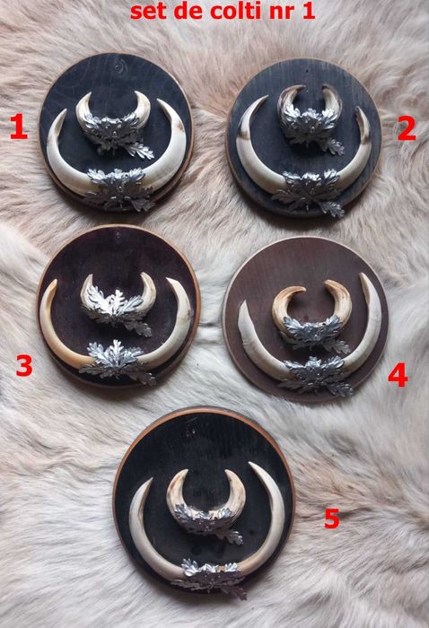 Trofeu/trofee/colti de mistret seturi Biharia • OLX.ro