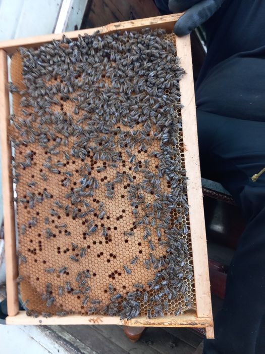 Vând matci si familii de albine Alexandria • OLX.ro