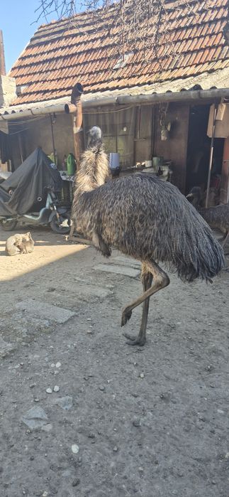 Strut Emu adulti de vanzare Ghioroc • OLX.ro