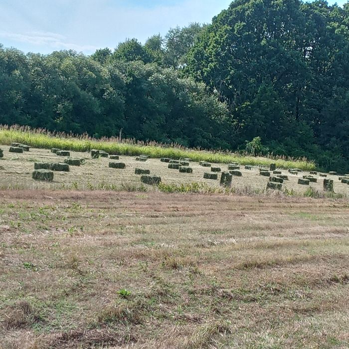 Baloti lucerna 2025 si fan Barza • OLX.ro