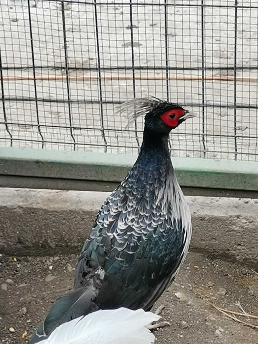 Vând pauni si fazani Corbii Mari • OLX.ro