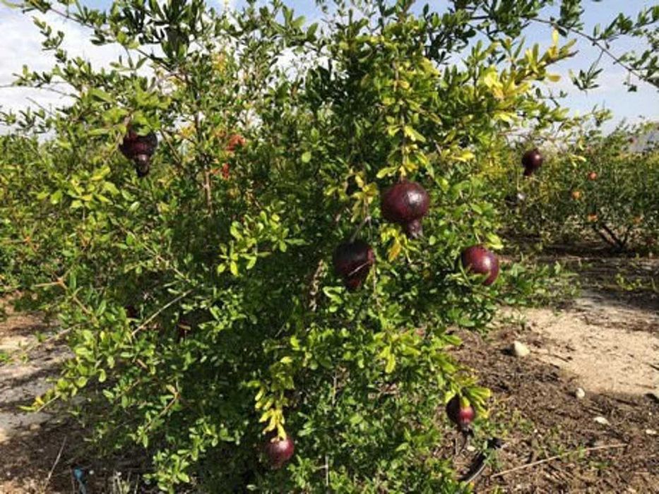 Pom Rodiu Negru / Întunecat / Rodier ( Black / Dark Pomegranate ...