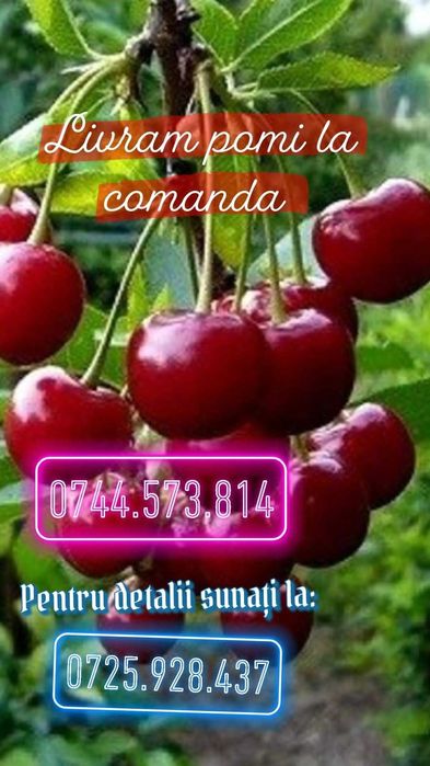 Cires,caisi,Piersici,nuci,afini,smochini,kaki.Livrare RO Calarasi • OLX.ro