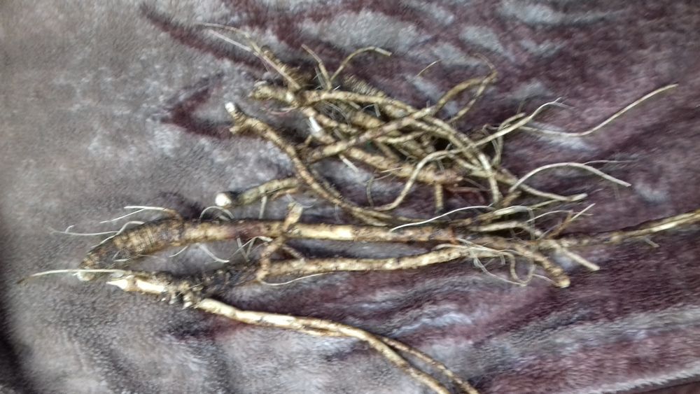 Radacina schinduc de pus in palinca Gheorgheni • OLX.ro