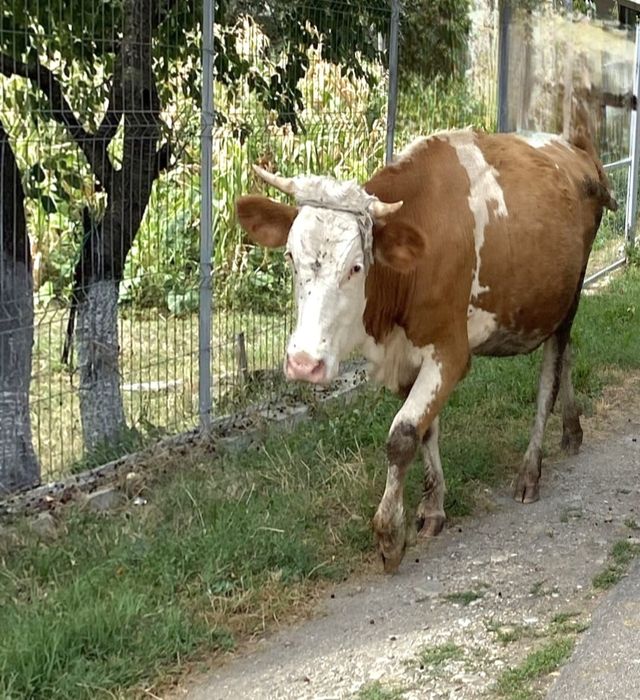 Junice baltata românească Valea Popii • OLX.ro