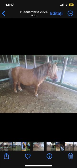 Vand mânza de ponei Vinga • OLX.ro