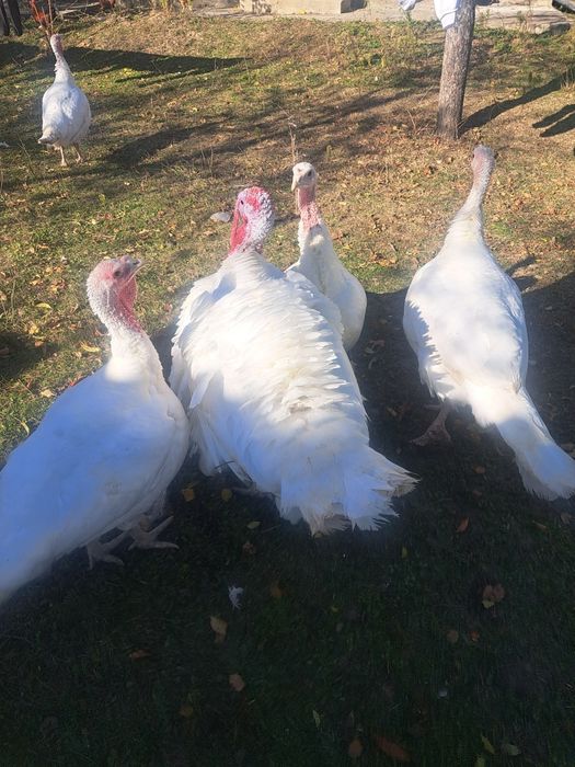 Curcani si curci de vânzare Maruntisu • OLX.ro