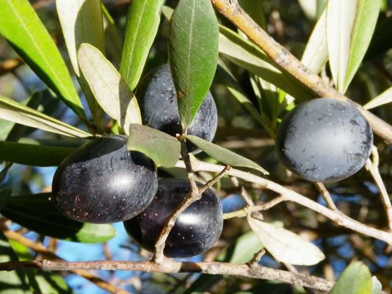 Ulei de măsline brut , cu pulpă. Buzau • OLX.ro