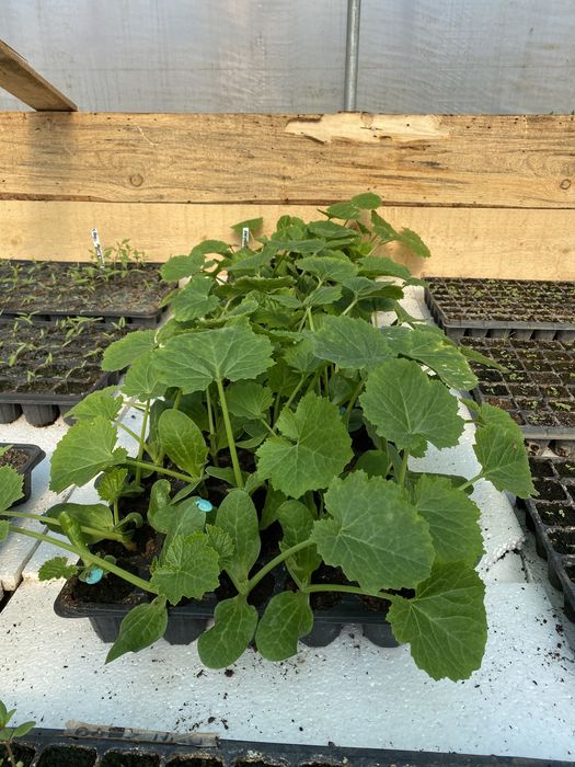 Rasaduri plante solar si camp Tartasesti • OLX.ro