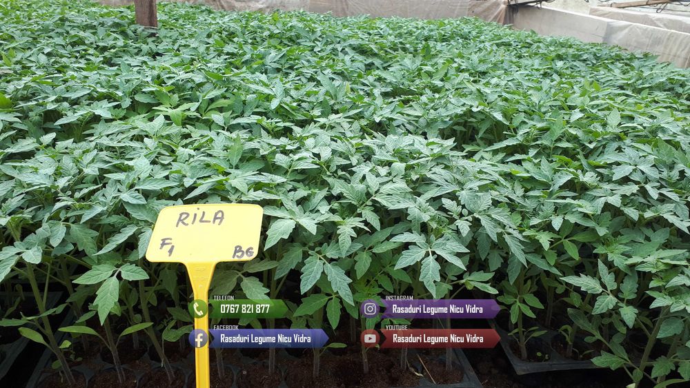 Rasad | Rasaduri Rosii Prekos Kalina Reyana Rila Bendida Kiveli ...