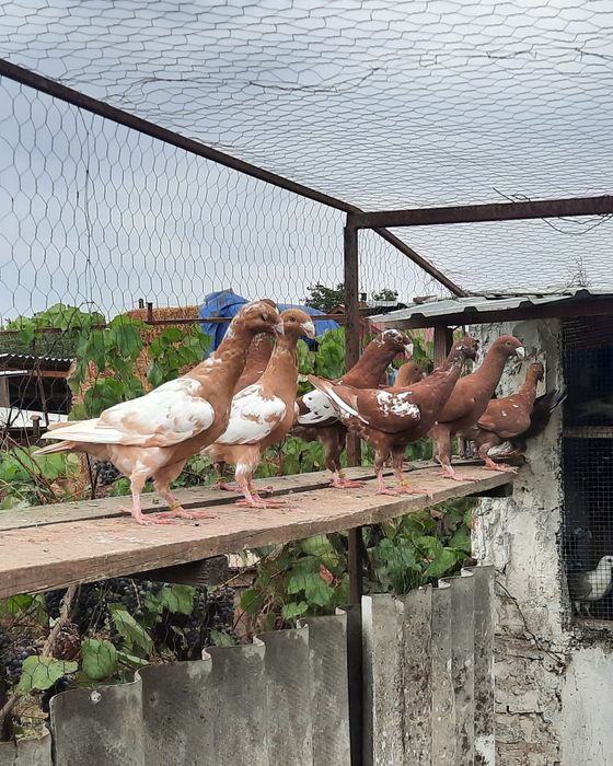 Porumbei voiajori germani Oradea • OLX.ro