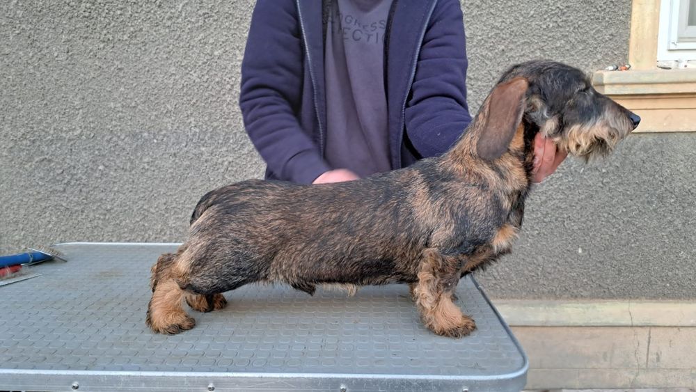 Teckel sarmos pui Rosiori de Vede • OLX.ro