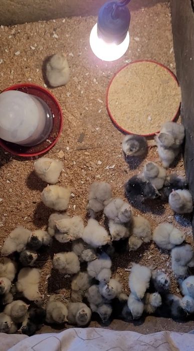 Vând pui brahma albastru,negru și splash Puscasi • OLX.ro