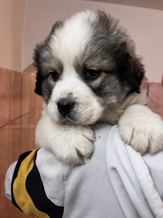 Ciobanesc Romanesc de Bucovina Hartiesti • OLX.ro