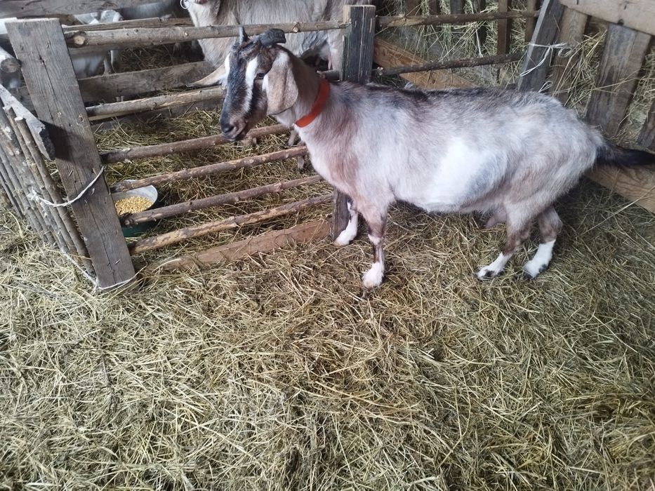 Vand capra metis de anglonubian cu alpina franceza Nadab • OLX.ro