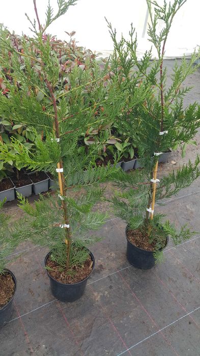 Tuia - Cel mai frumos gard viu Leylandii (leilandi) Chiparos Mirsid ...