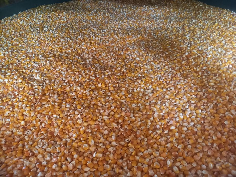 Porumb boabe tip moldovenesc Bacau • OLX.ro