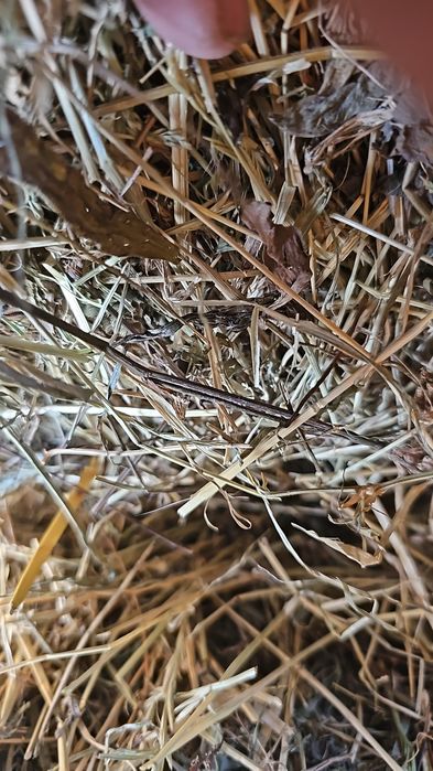 Baloti de lucerna Ceica • OLX.ro