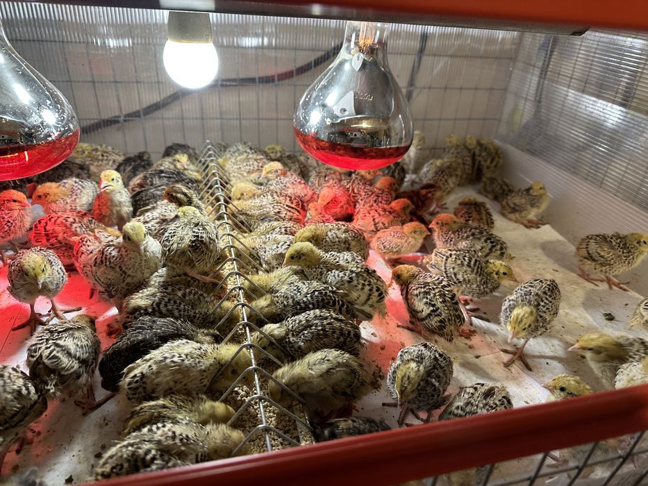 Pui Prepelite oua maternitati Custi rastele capcane Pitesti • OLX.ro