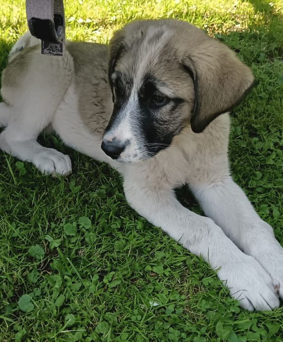 Catelusa 4 luni Reghin • OLX.ro