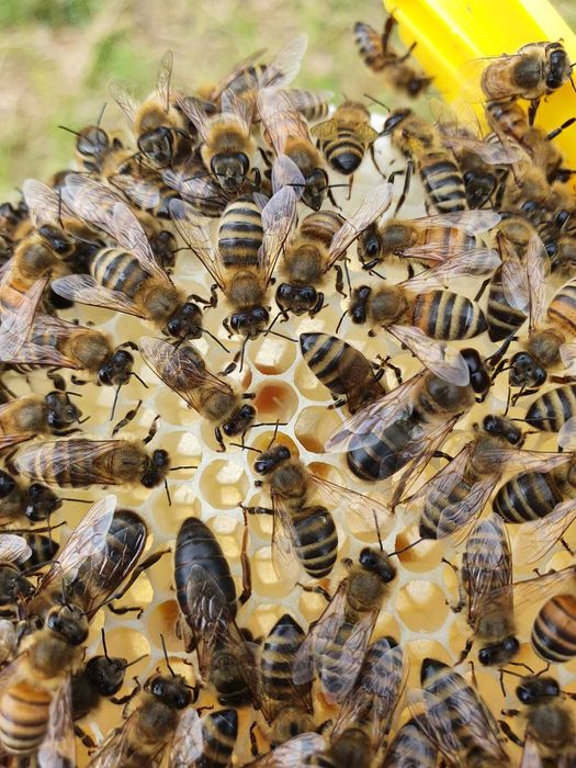 Vand Matci,Regine Imperecheate Ezeris • OLX.ro