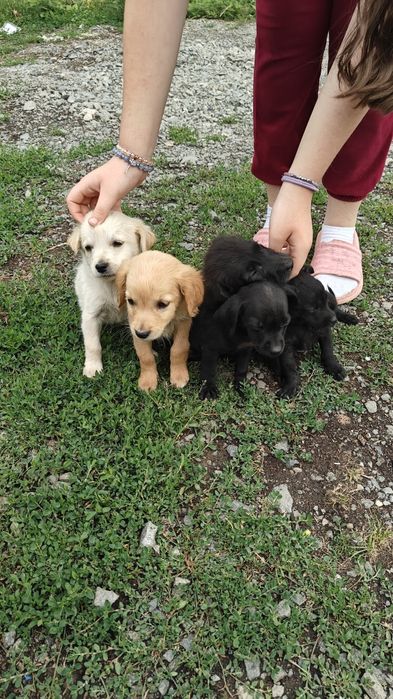 Se donează pui de câine Marca-Huta • OLX.ro