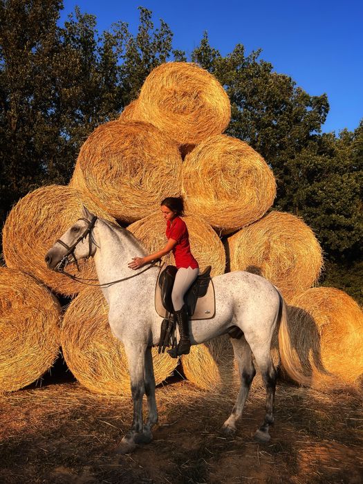 Cal lipițan de vanzare Oradea • OLX.ro