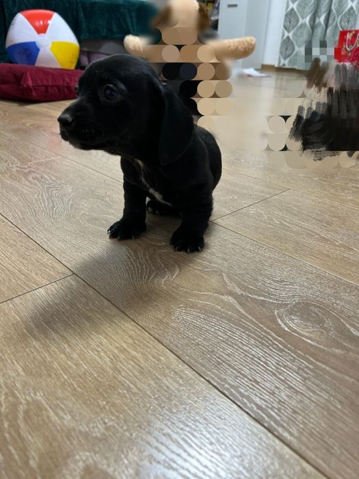 Teckel mini , tekel arlechin daschund Mizil • OLX.ro