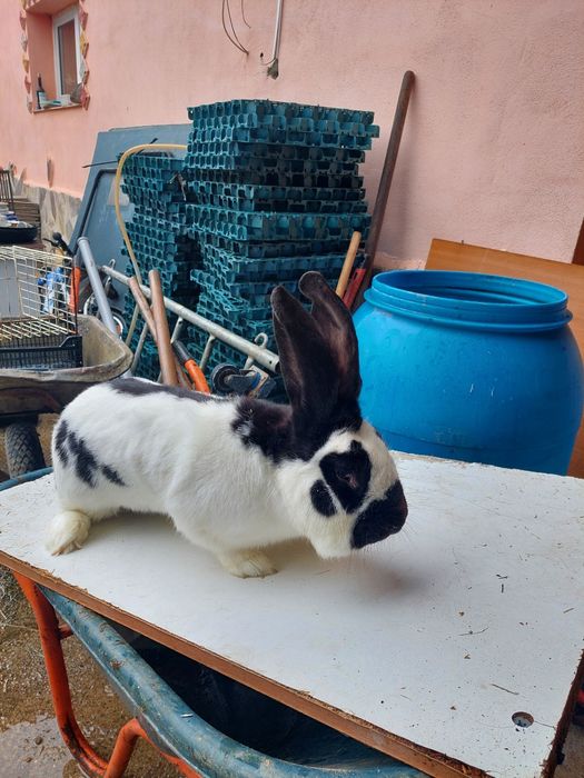 Vând masculi fluture german și pui Sambata de Sus • OLX.ro