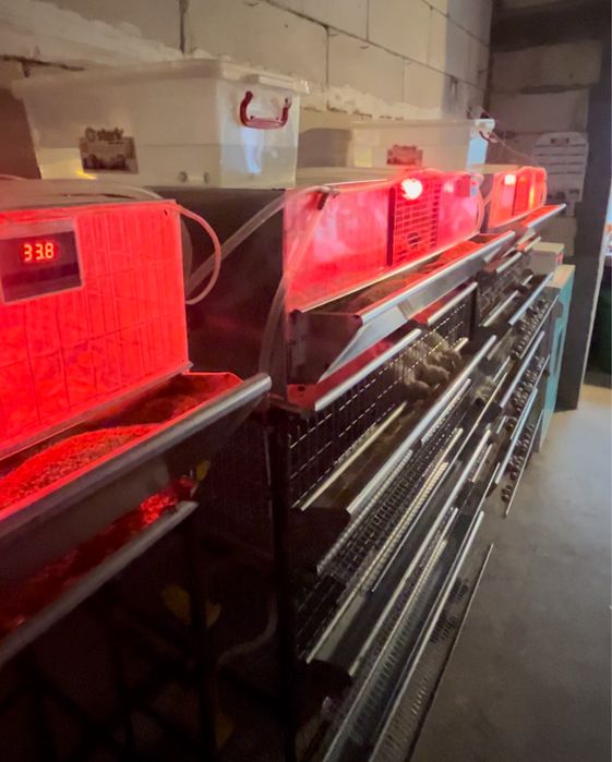 Prepelite si custi Caracal • OLX.ro