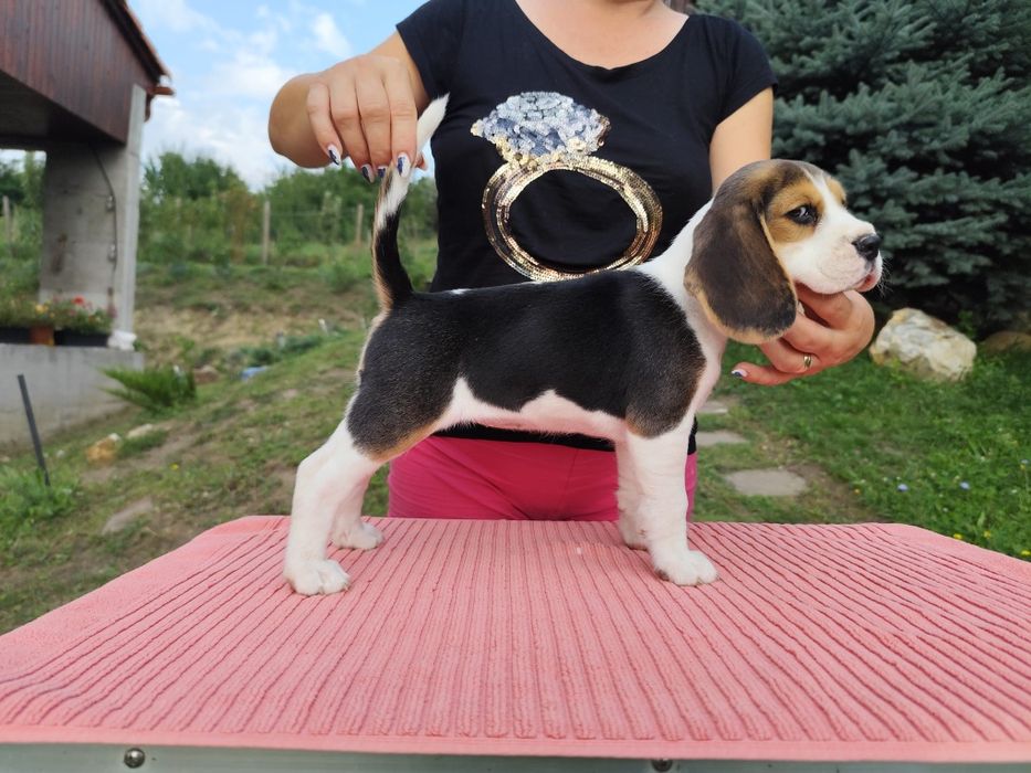 Fetița beagle cu Pedigree Cluj-Napoca • OLX.ro