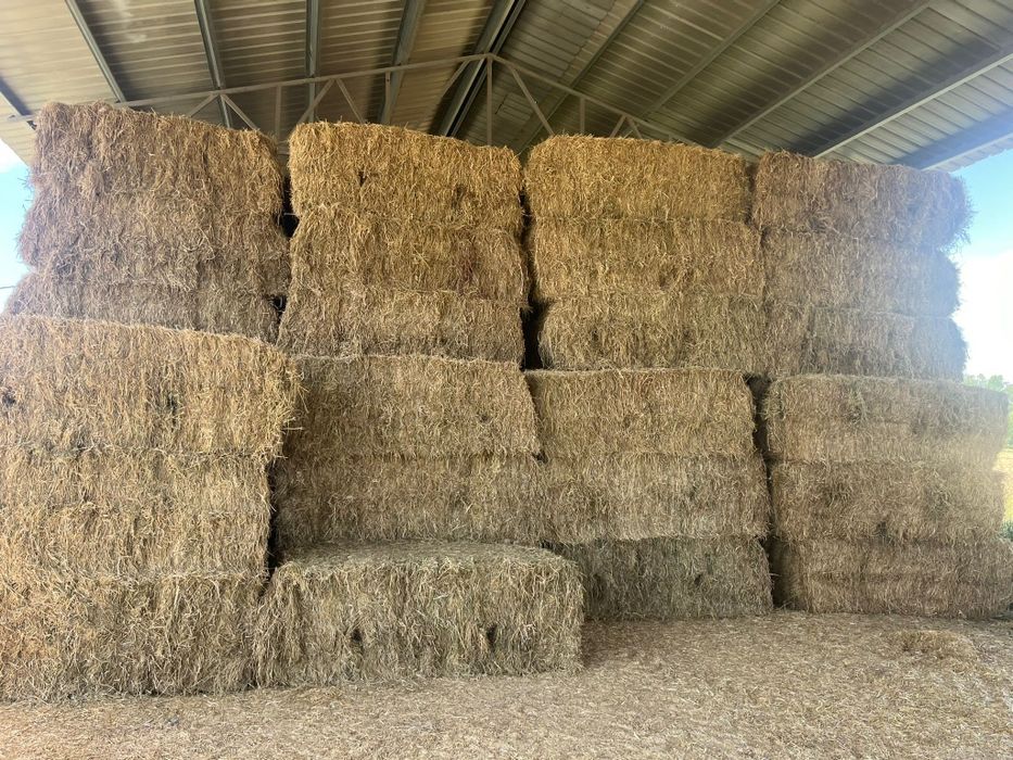 Baloti de lucerna rectangulari coasta a 2 Babeni • OLX.ro