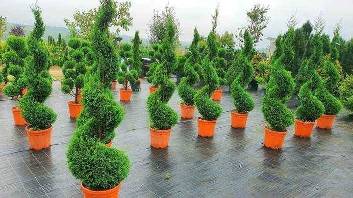 Plante decorative Tuia smarald Tuia leylandy Horezu • OLX.ro