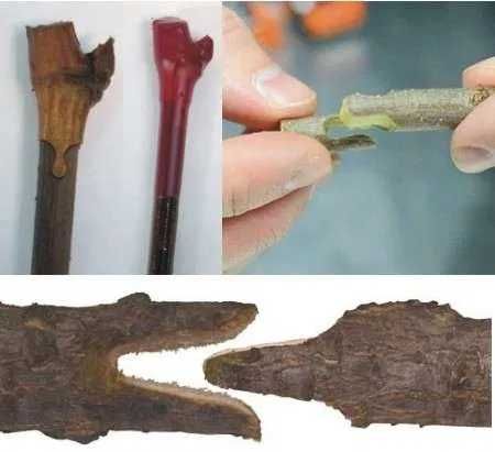 Mastic + banda pentru altoit profesional pentru altoire si cicatrizare ...