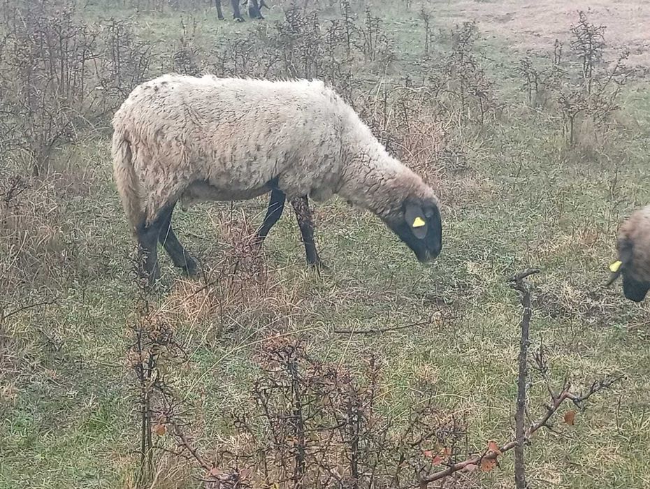 Vând oi reforma carabase Balanesti • OLX.ro