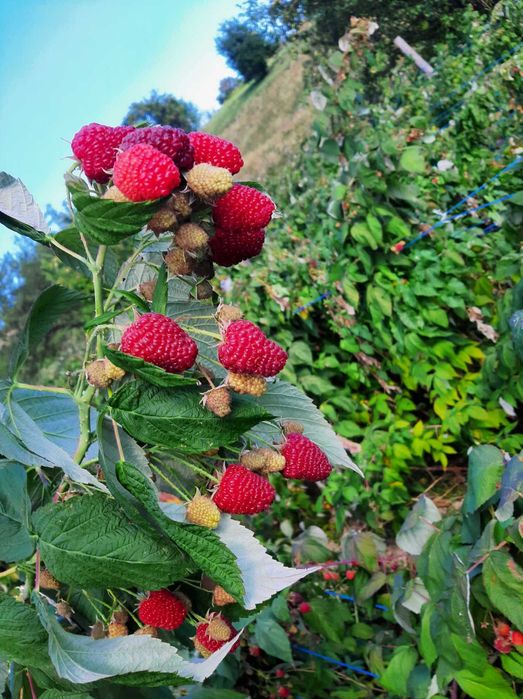 Vindem drajoni de Zmeură Suceava • OLX.ro