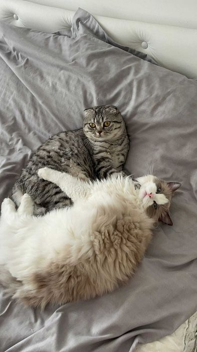 Pet sitter bucuresti sector 3 caini si pisici Bucuresti Sectorul 3 • OLX.ro