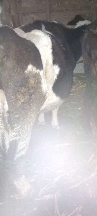 Vind doua vaci ieftine Sprancenata • OLX.ro