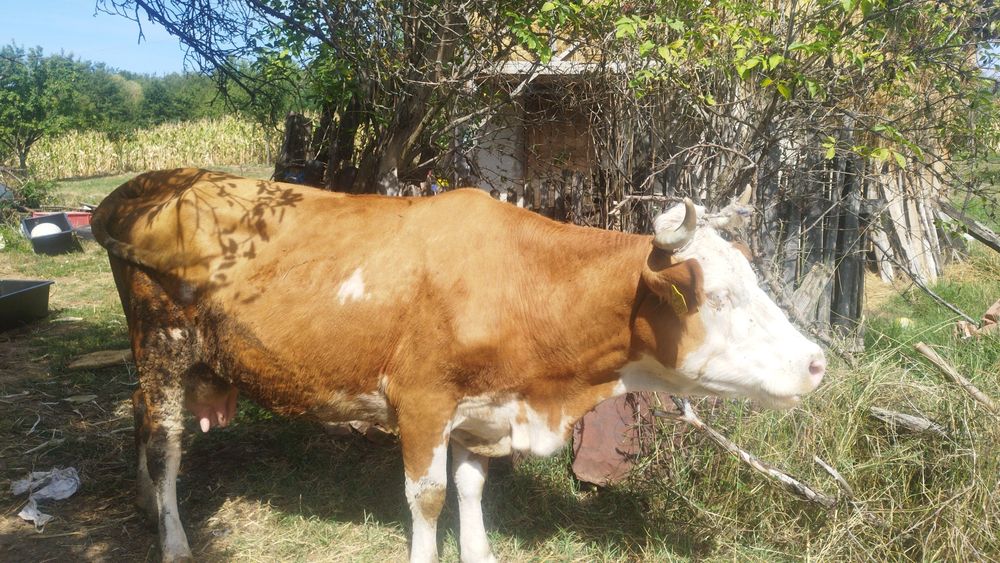 Vaca de vanzare baltata Olteni • OLX.ro