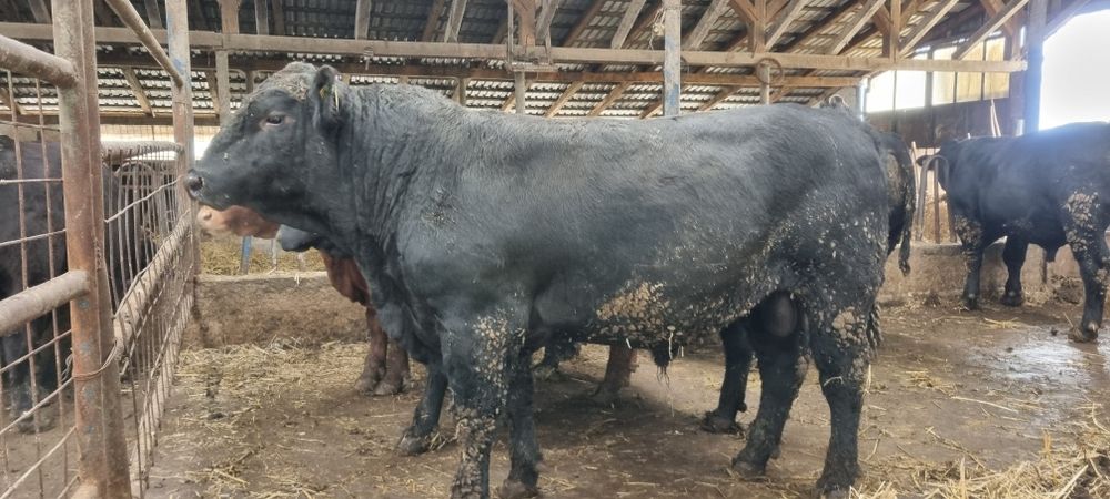 Vaci, juninci, tauri ANGUS Odoreu • OLX.ro