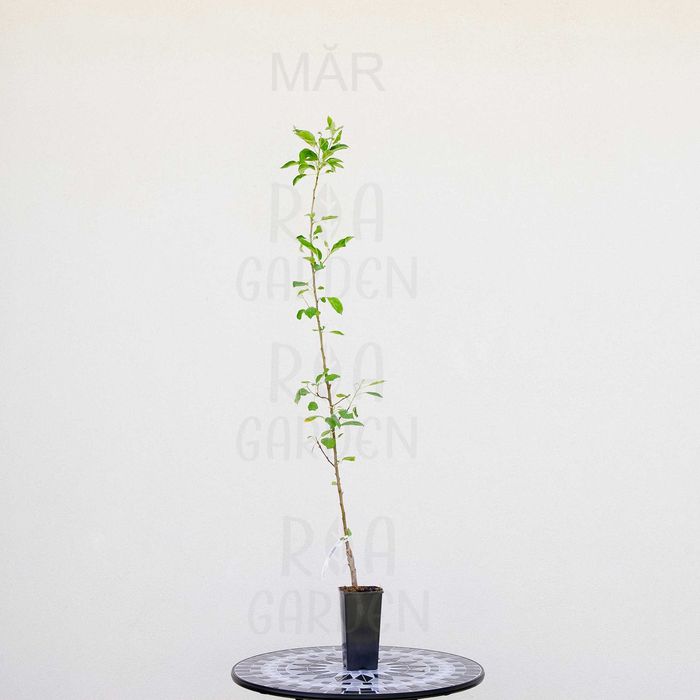 Pomi fructiferi columnari – Cais, Cireș, Măr, Măslin Migdal la ghiveci ...