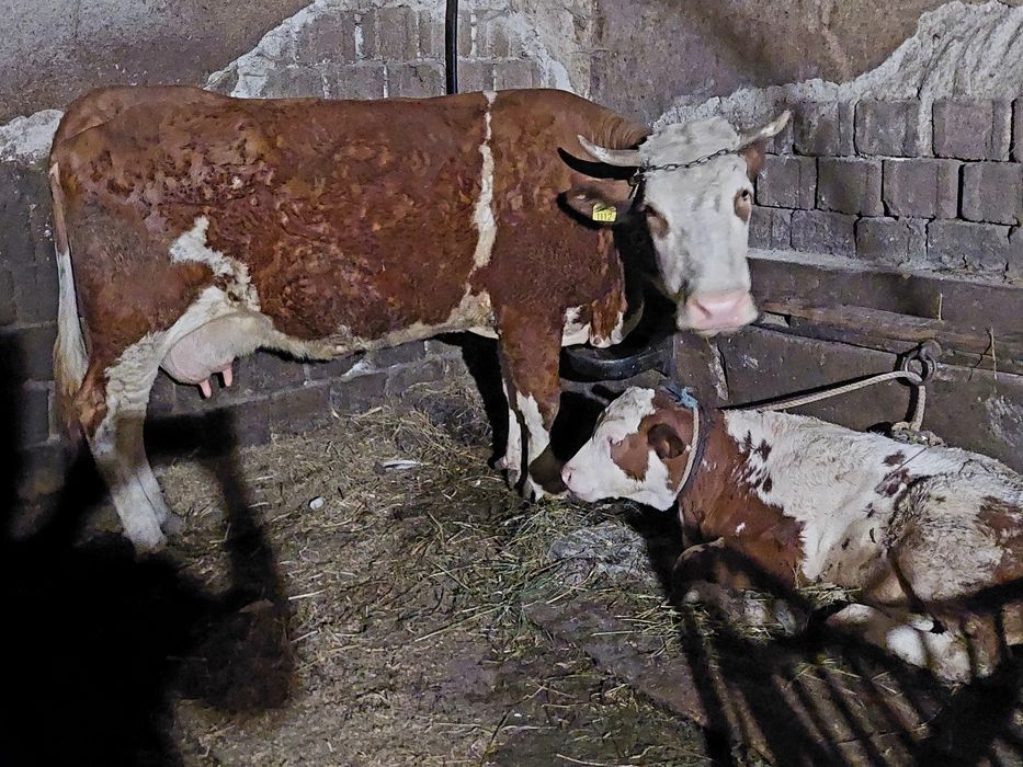 Vând vacă ... Lunca Calnicului • OLX.ro